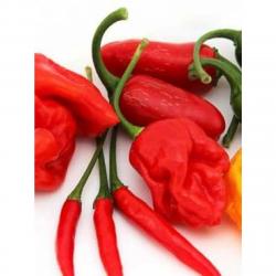 Red Chili mix (seme) - Razne vrste crvenih čili paprika