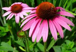 Echinacea (seme) - Ehinacea