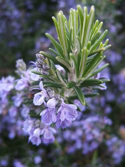 Rosmarinus officinalis - Ruzmarin (seme)