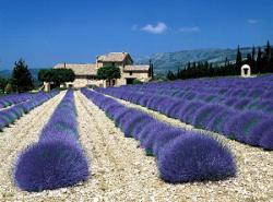 Lavanda (seme)