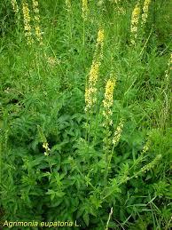 petrovac-agrimonia eupatoria10sad