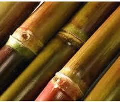 bambus štap-1m