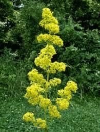 brocika-rezani cvet 20rez