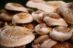 Micelijum seme gljiva ,shiitaka