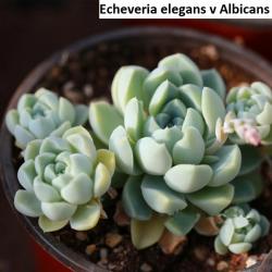 Echeveria elegans v Albicans - 20 semenki