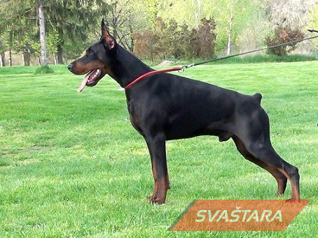 DOBERMAN stenci