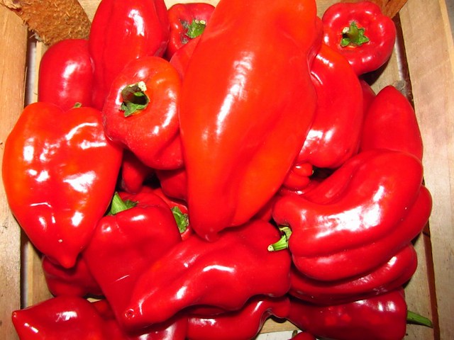 Paprika slonovo uvo, seme 35 komada