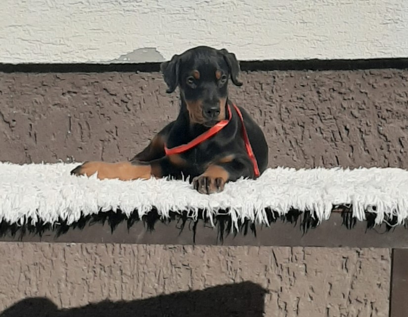 Doberman štenci