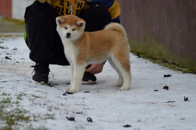 AKITA INU stenci