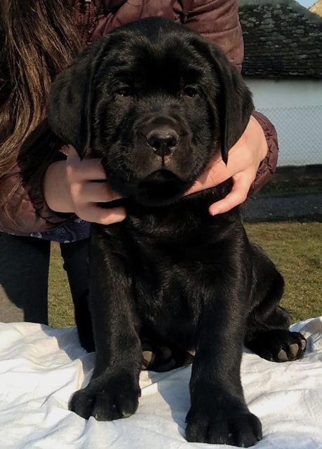 Labrador retriver, zuti i crni stenci