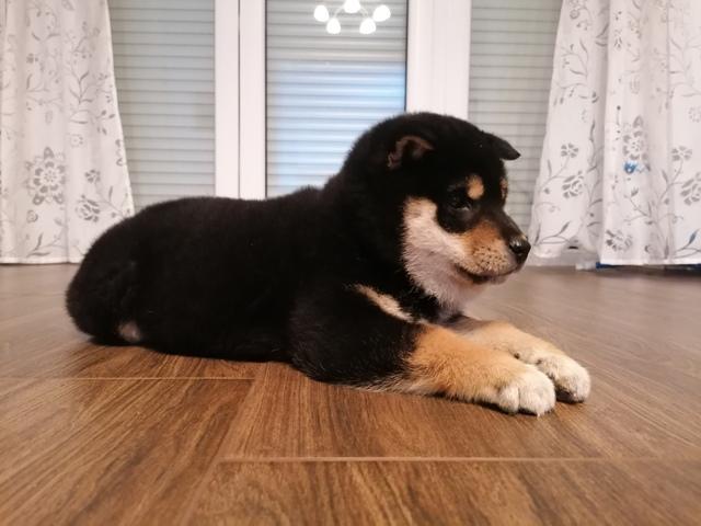 Shiba Inu, žensko štene