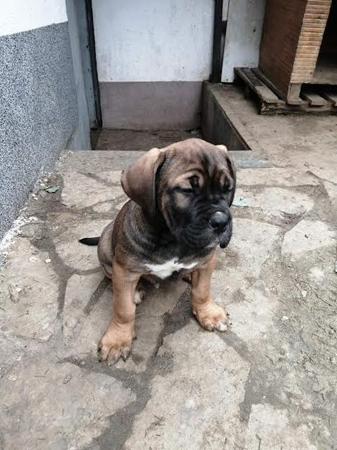 Cane Corso