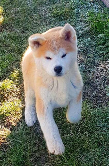 AKITA INU, prelepi stenci