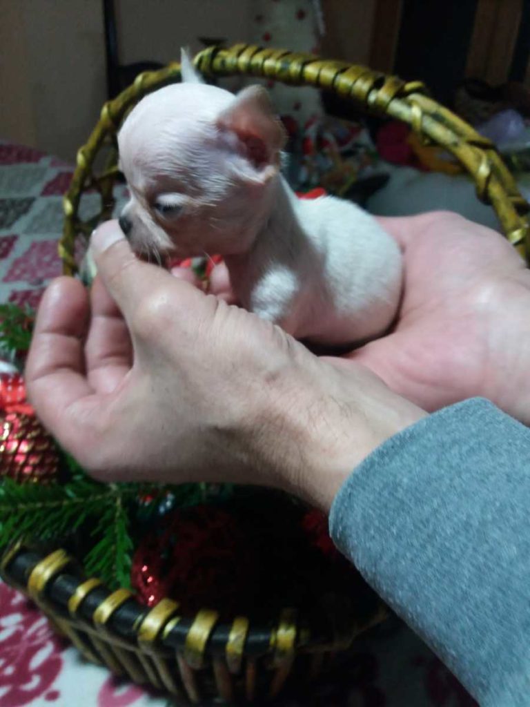 Mini čivave „Princess Chihuahua „