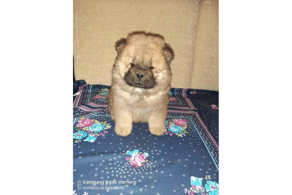 Štenci Chow Chow