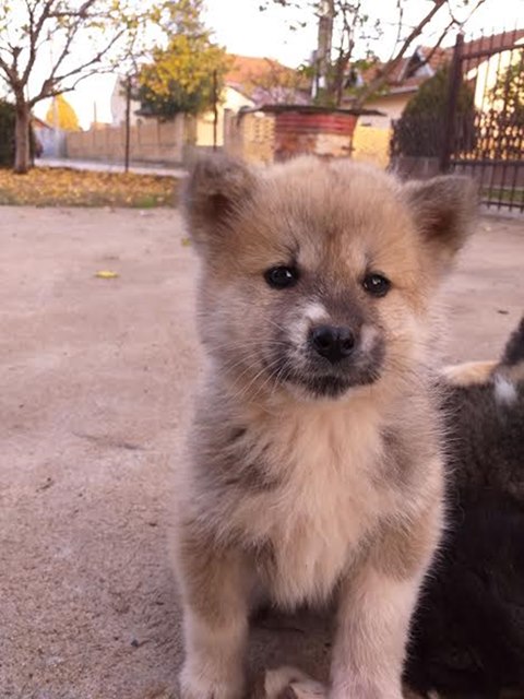 Akita inu, stenci