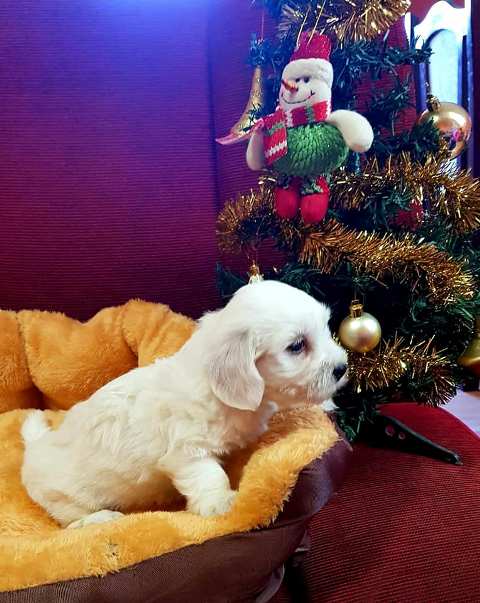 Coton de Tulear -Tulearski pas