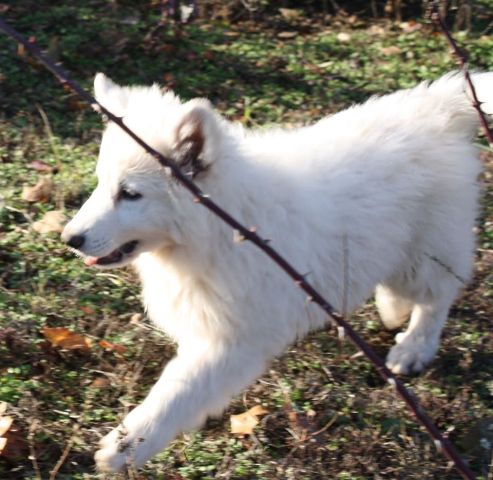 Beli švajcarski ovčar, štenci