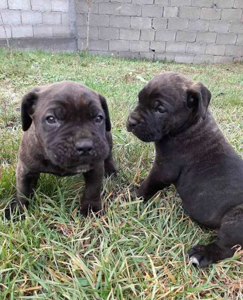 Cane Corso, štenci