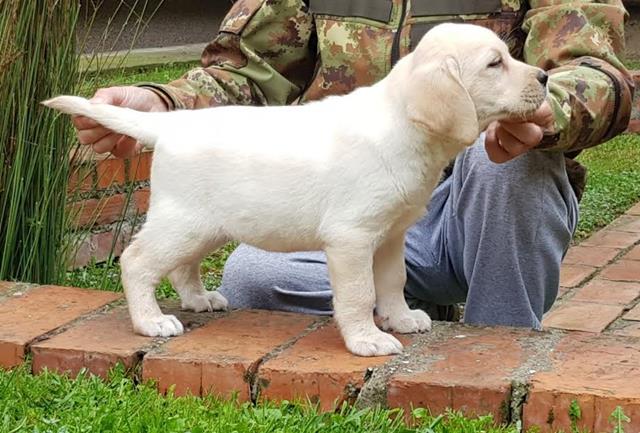 Labrador Retriver