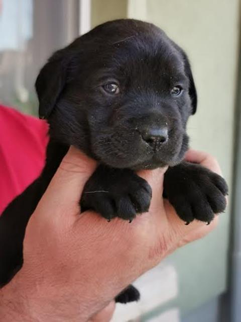 Labrador Retriver štenci