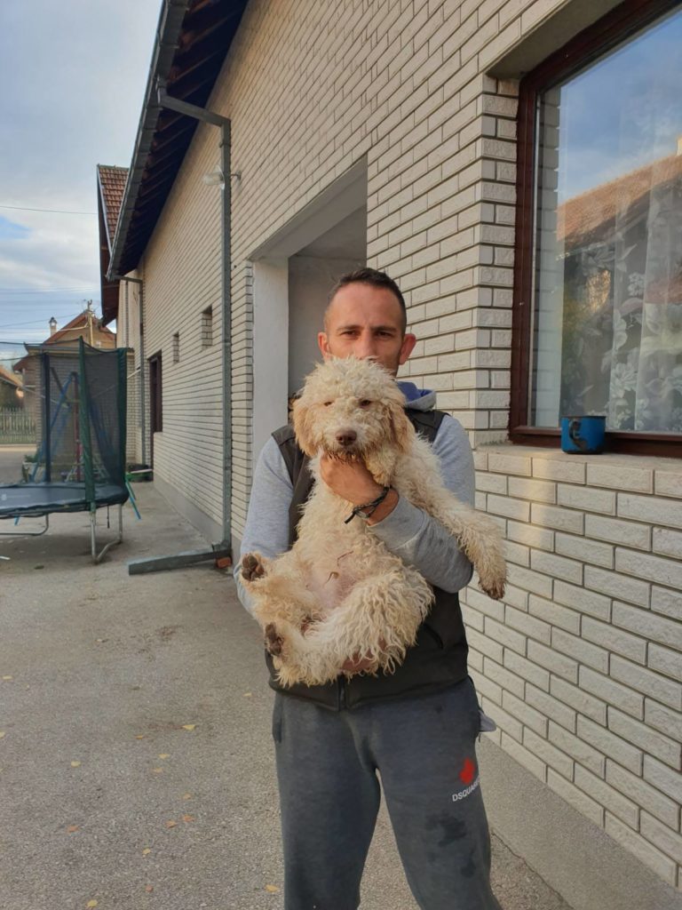 Lagotto Romagnolo štenci