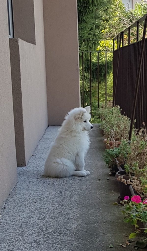 Sibirski samojed štenci