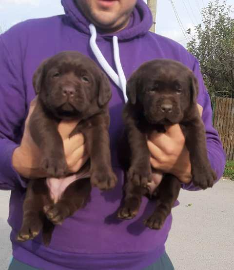 Labrador, čokoladni štenci