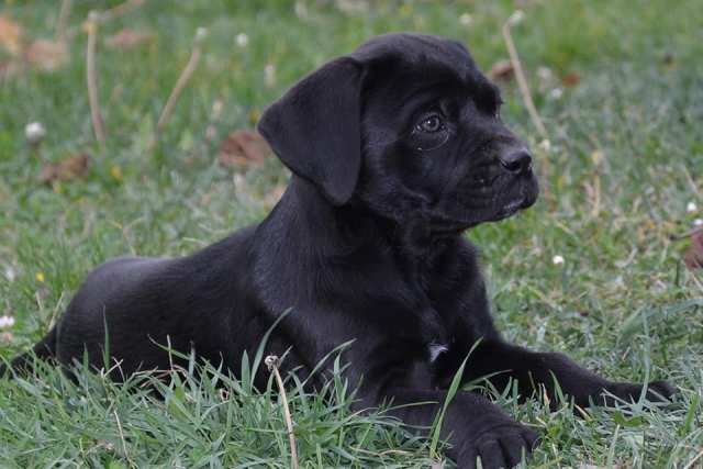 Cane Corso, štenci