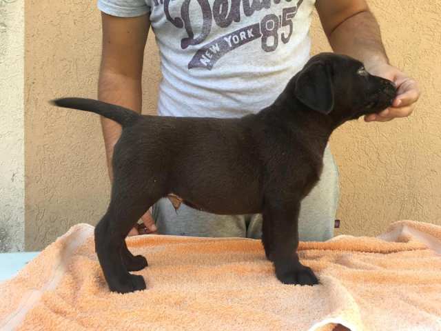 Labrador retriver, čokoladni štenci