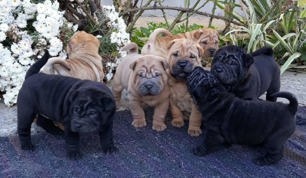 Shar Pei štenci