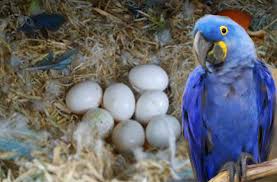 Papige raznih vrsta i njihova plodna jaja na prodaju.