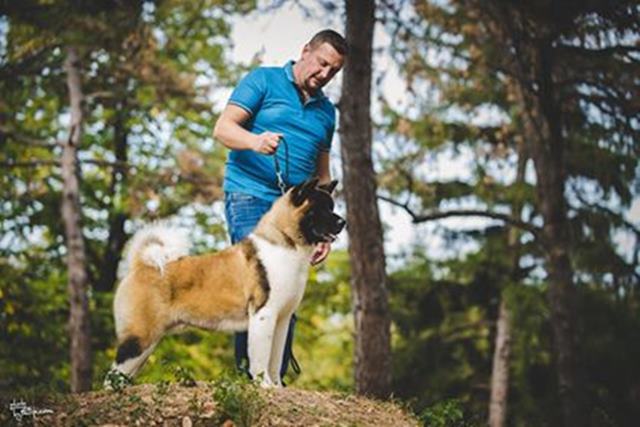 Americka akita, stenci vrhunskog kvaliteta