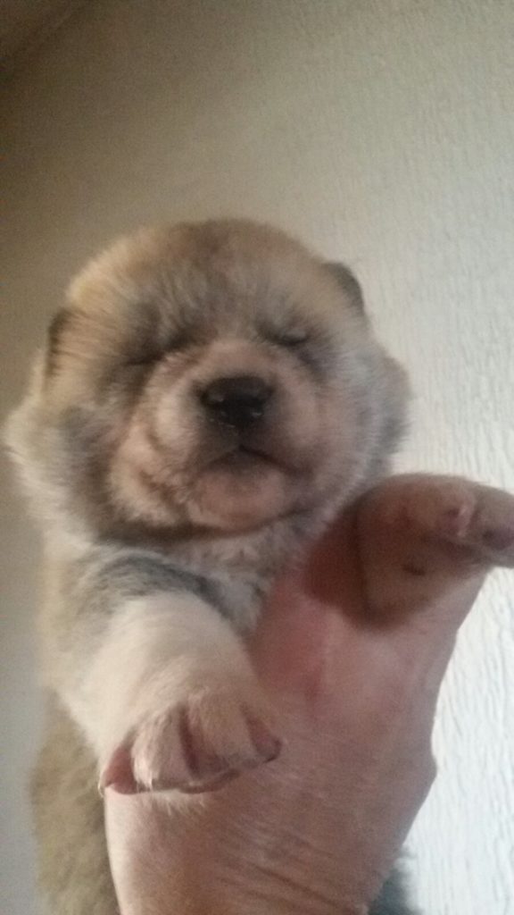 Akita inu štenci