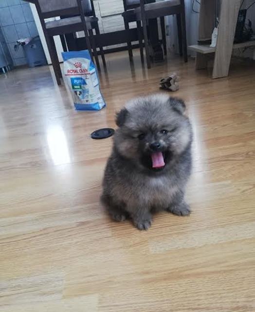 POMERANSKI SPIC BOO