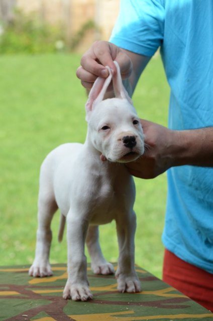 Dogo Argentino, štenci