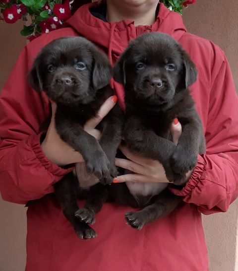 Čokoladni štenci Labrador Retrivera