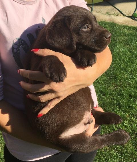 Labrador retriver, čokoladni štenci