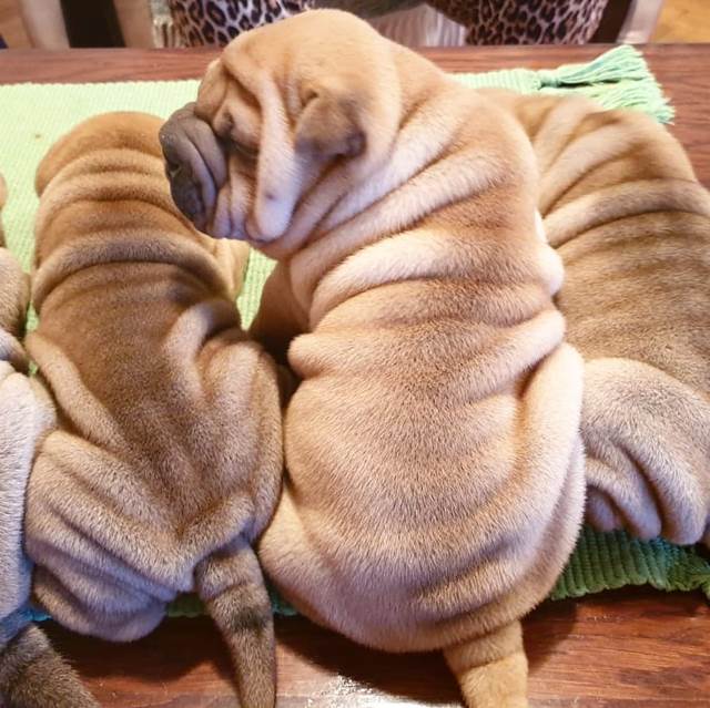 Shar Pei stenci