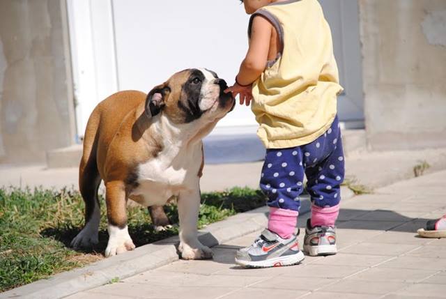 Engleski buldog štenad