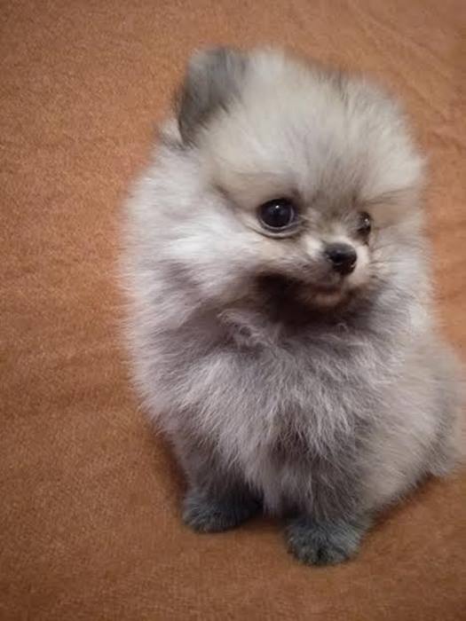 Pomeranac boo