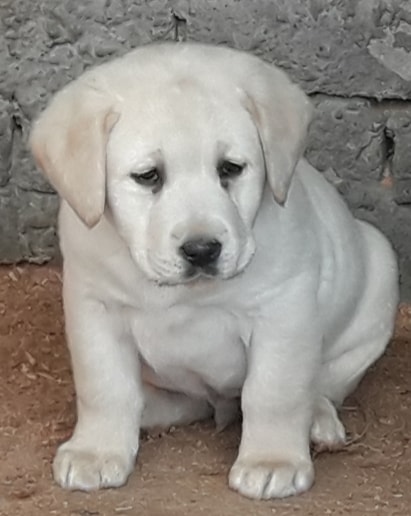 Labrador štenci vrhunskog kvaliteta