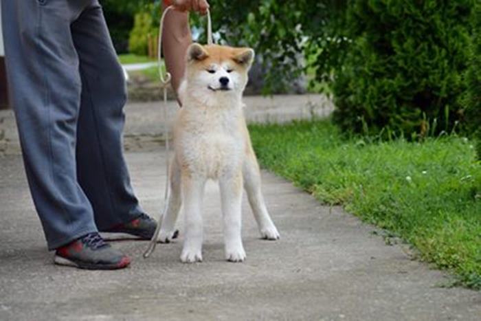 Akita inu, dve ženkice