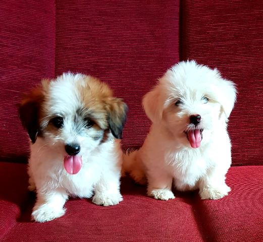 Coton de Tulear -Tulearski pas