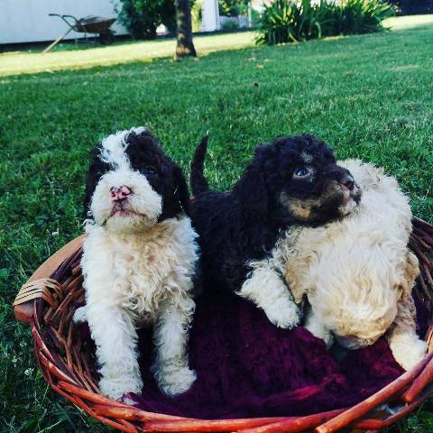 Lagotto Romagnolo, štenci