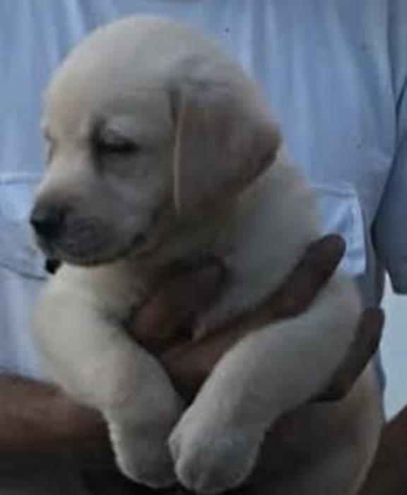 Labrador retriver štenci