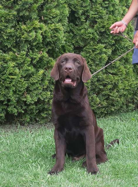 Labrador Retriver, čokoladni štenci