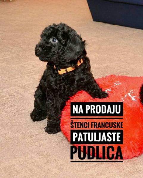 Francuska patuljasta pudlica, ženski štenci