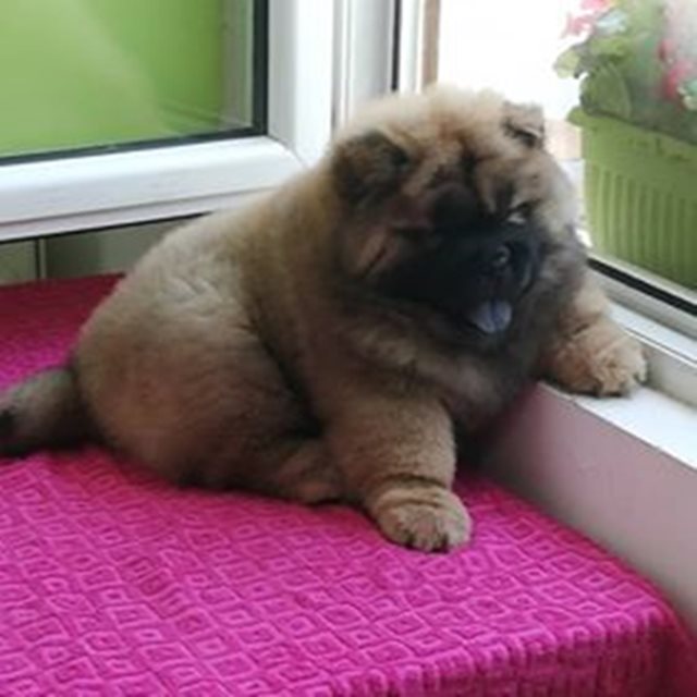 Cau Cau ( Chow Chow ) stenci