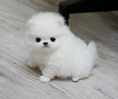 Teacup Pomeranian dostupni